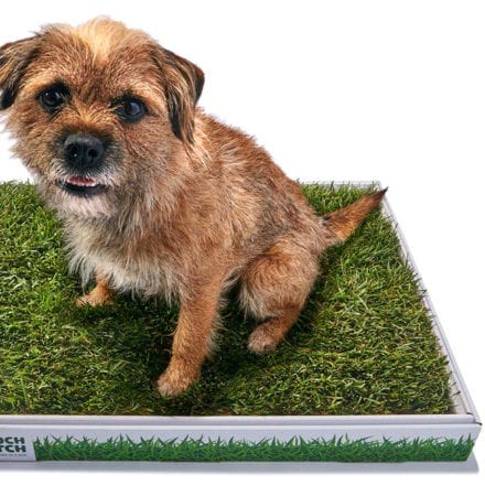 Poopertunity knocks – Real grass potty patches for dogs. | Canine Culture