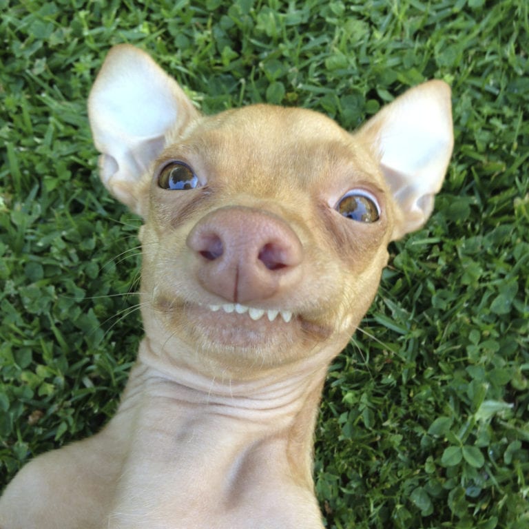 Canine social media sensation Tuna, is heading to Toronto on May 27 to ...