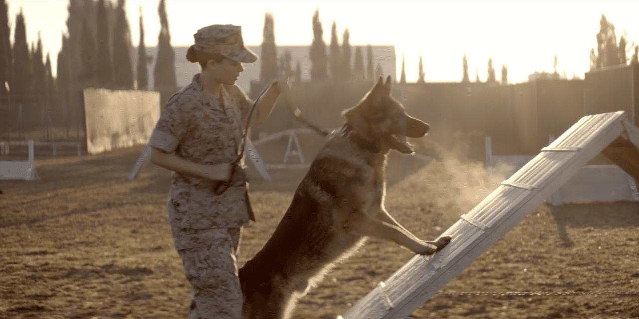 Film: “They aren’t pets, they’re warriors.” First-time canine actor ...