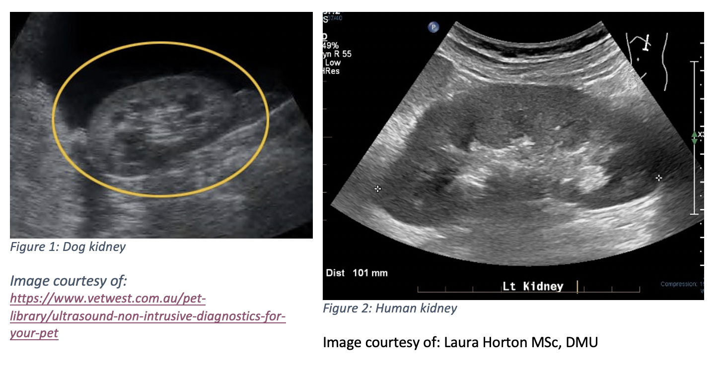 Ultrasonography in animals, why it matters, and how it differs from ...
