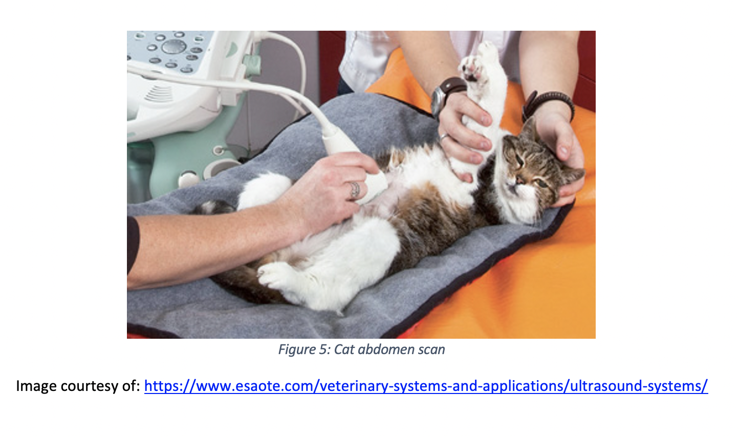 Ultrasonography in animals, why it matters, and how it differs from ...