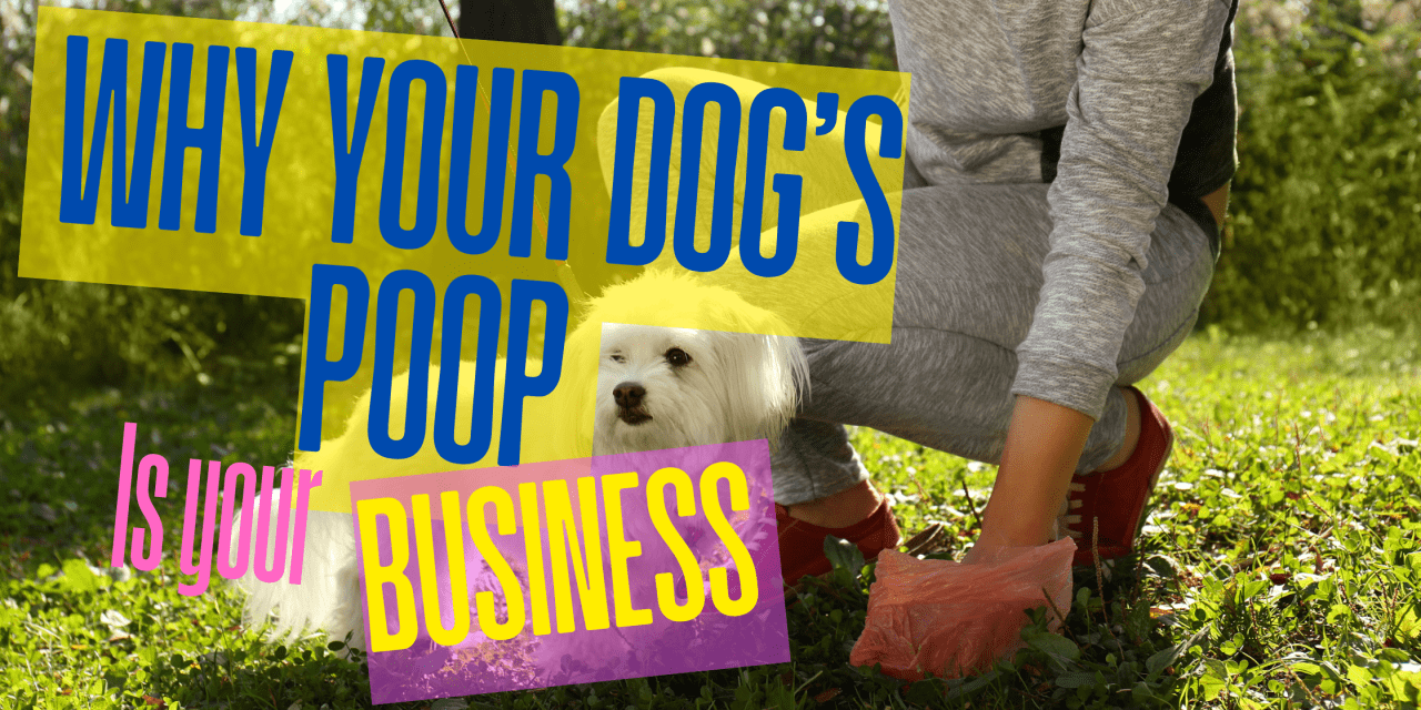 Four Reasons: The Poop On Scooping. | Canine Culture